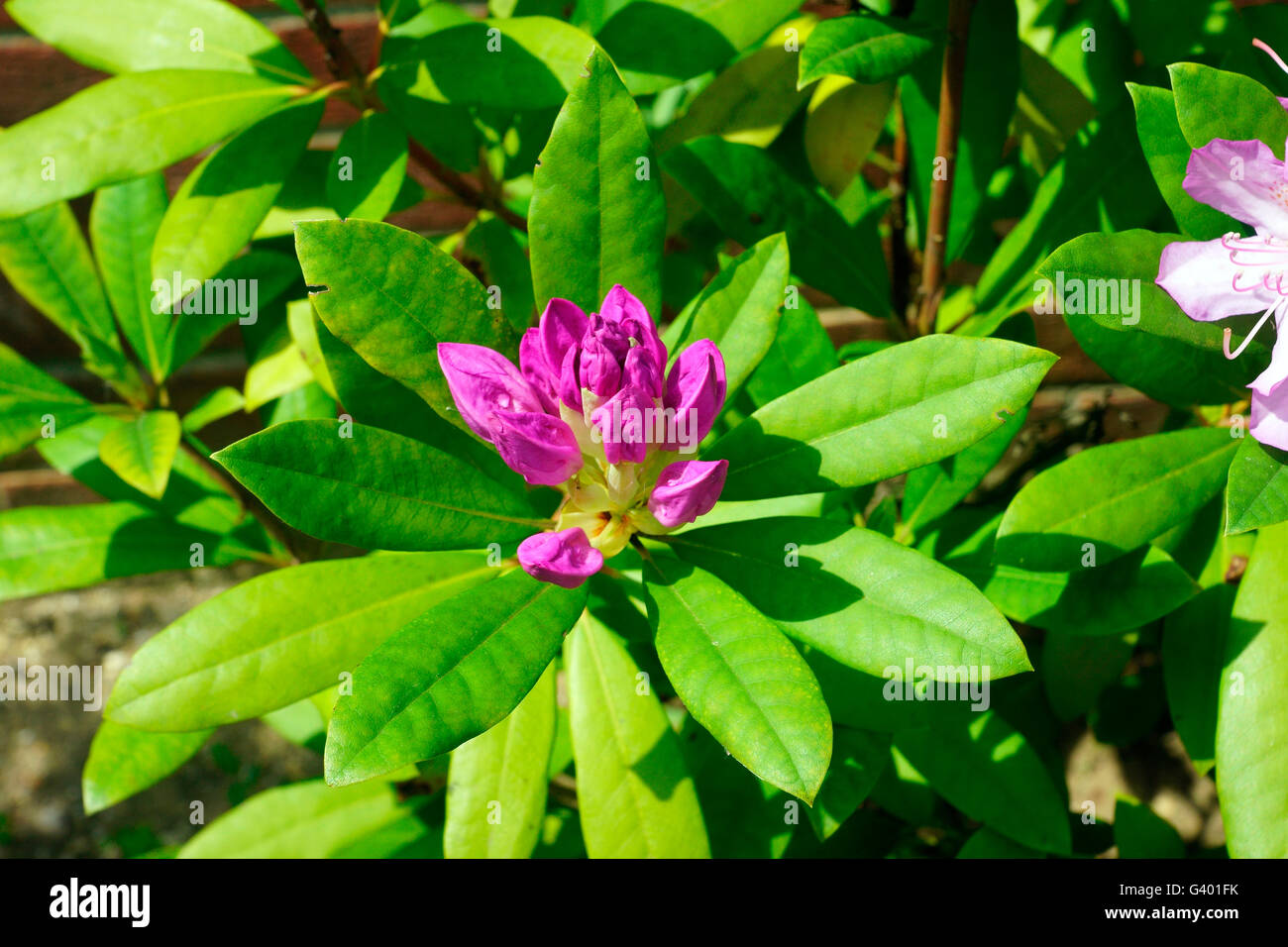 RHODODENDRON, AZALEA, SWEET DWARF Stock Photo - Alamy
