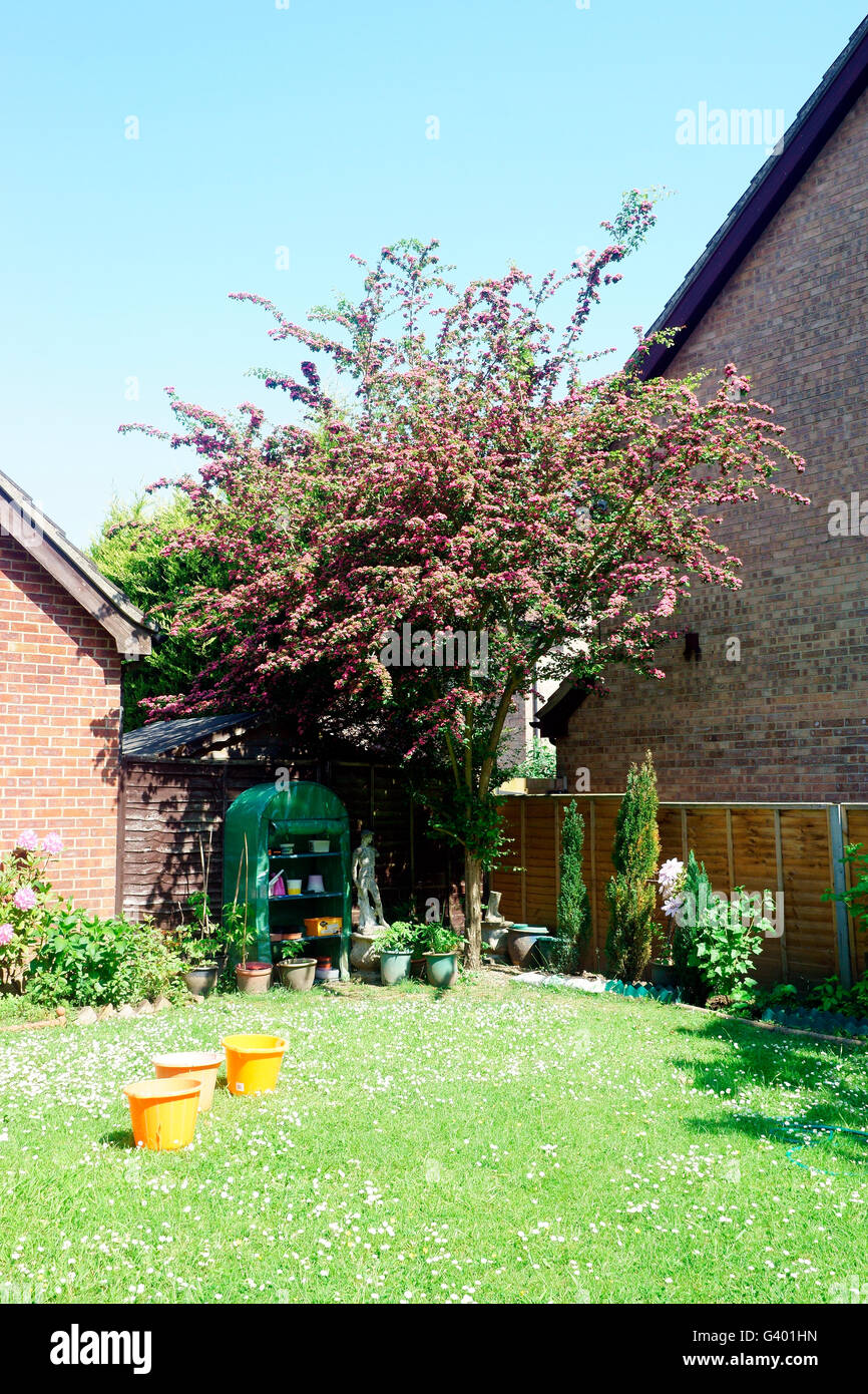 Crataegus genus hi-res stock photography and images - Alamy