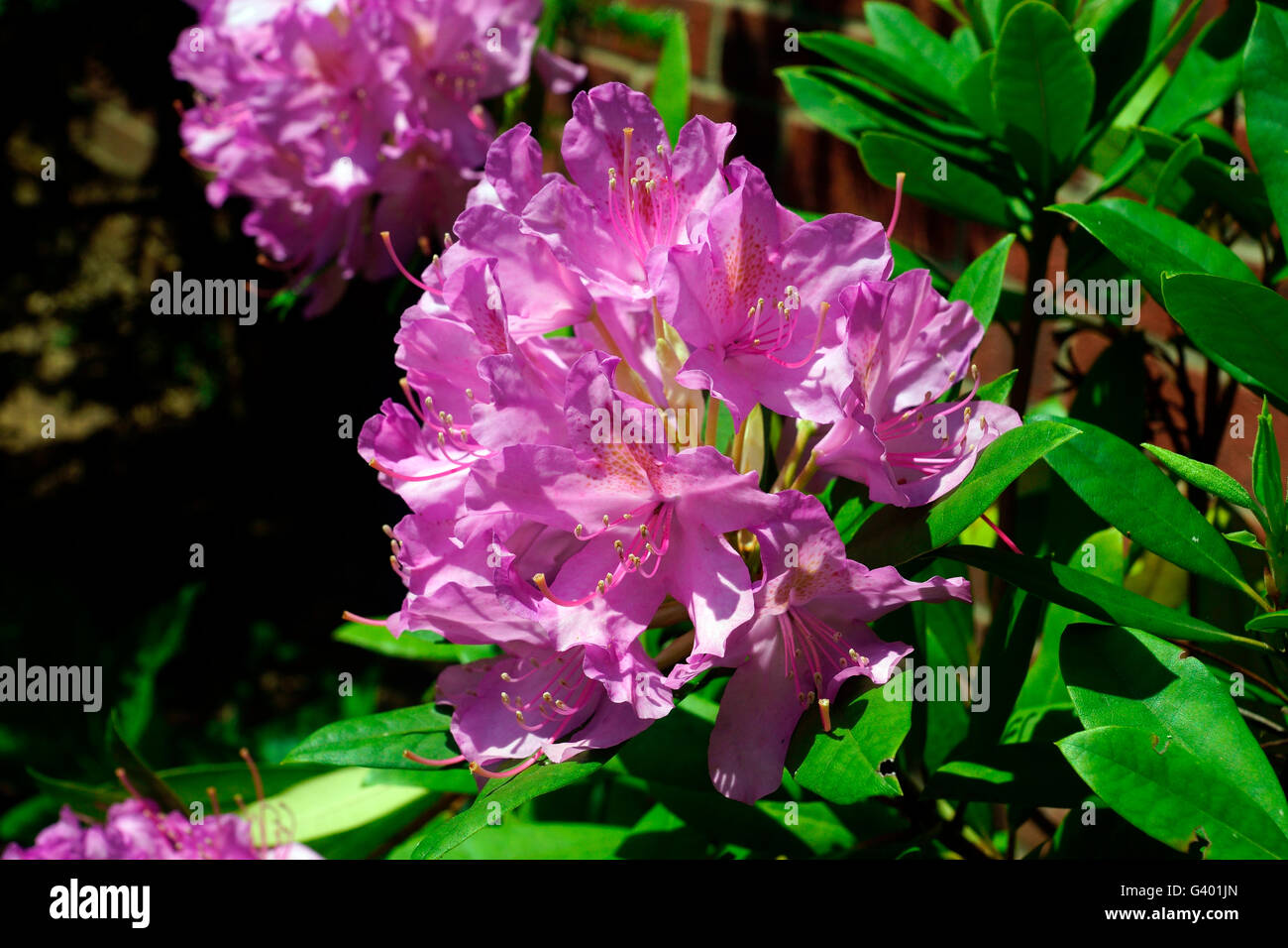 Yellow dwarf azalea hi-res stock photography and images - Alamy
