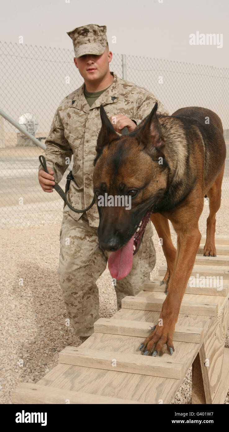 A military working dog handler walks his dog through an obedience ...