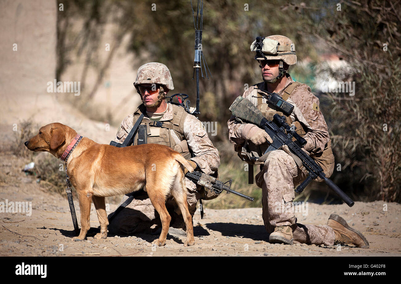 Us marines dog hi-res stock photography and images - Alamy
