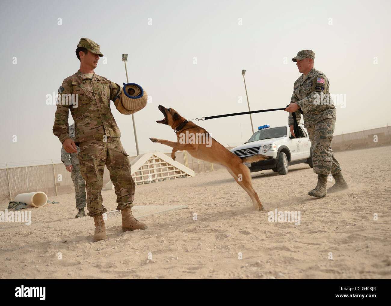 U.S. Air Force soldier takes a bite from a military working dog Stock ...