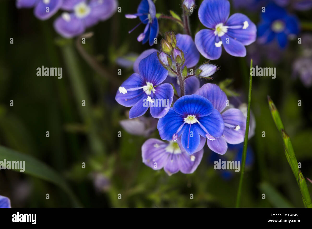 A macro image of the wild flower Germander Speedwell (Veronica ...