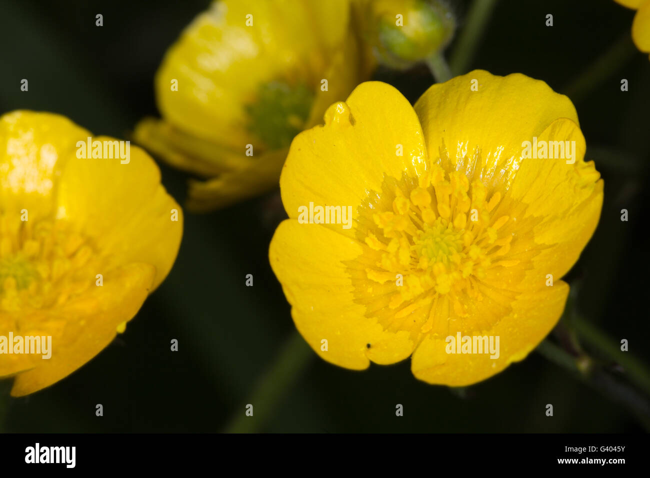 The open flower head of a common Buttercup (Ranunculus) growing wild in ...