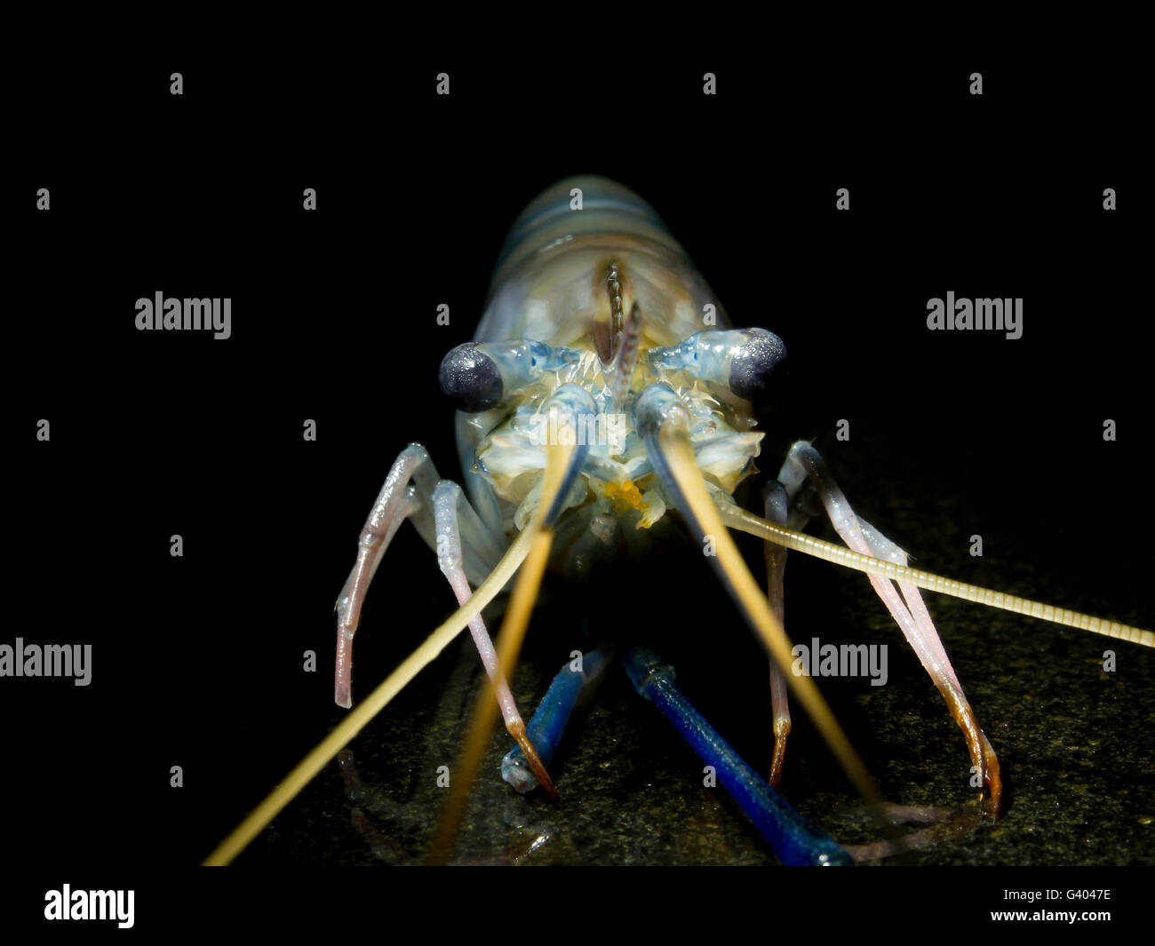 Closeup head of giant freshwater prawn or shrimp on black background ...