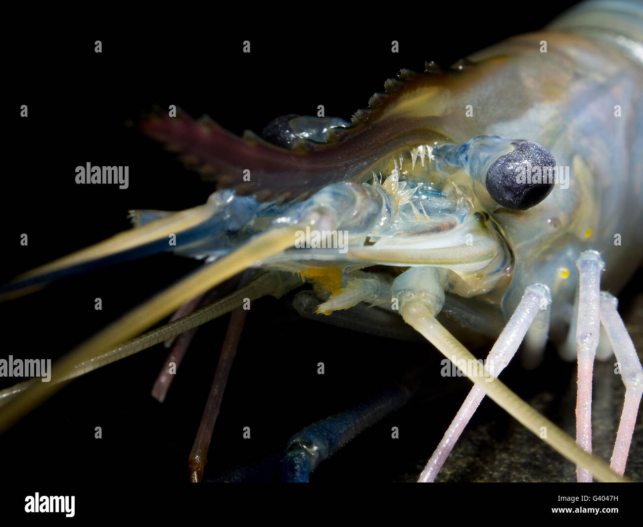 Giant Freshwater Prawn Stock Photos & Giant Freshwater Prawn Stock ...