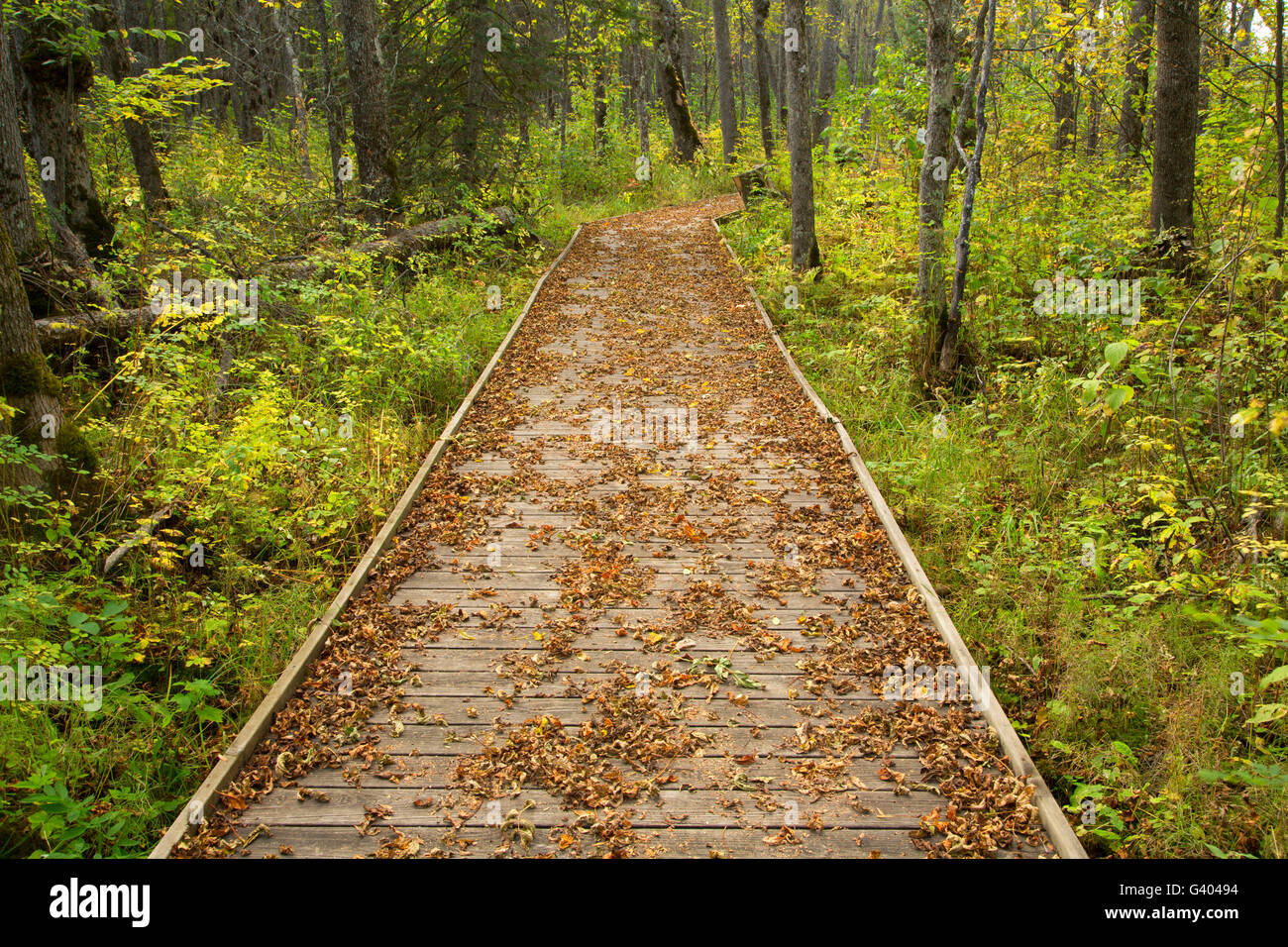 Boardwalk, Wetlands Interpretive Boardwalk (Mickey Elverum Bog Walk ...