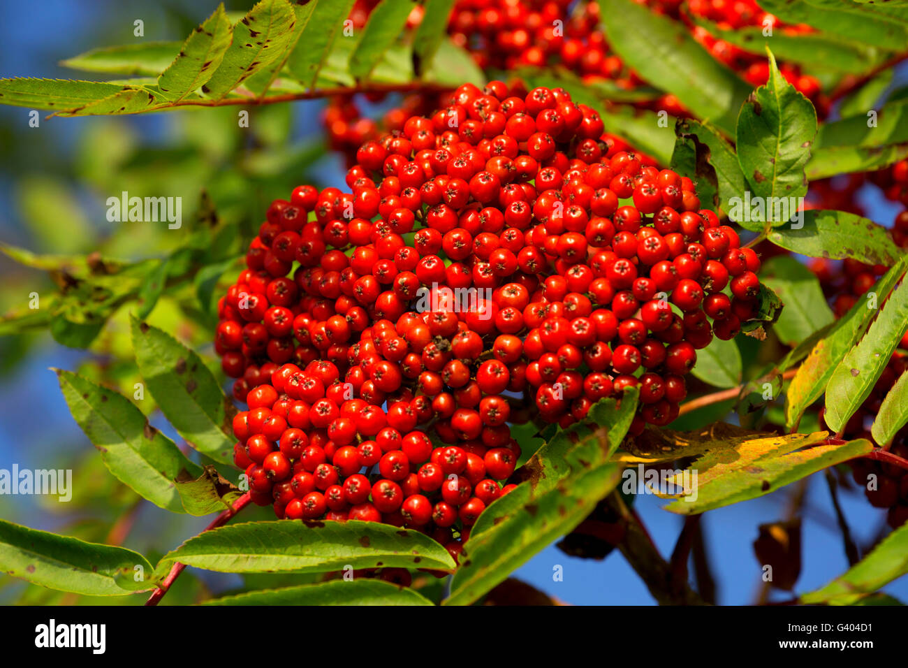 Berry park hi-res stock photography and images - Alamy