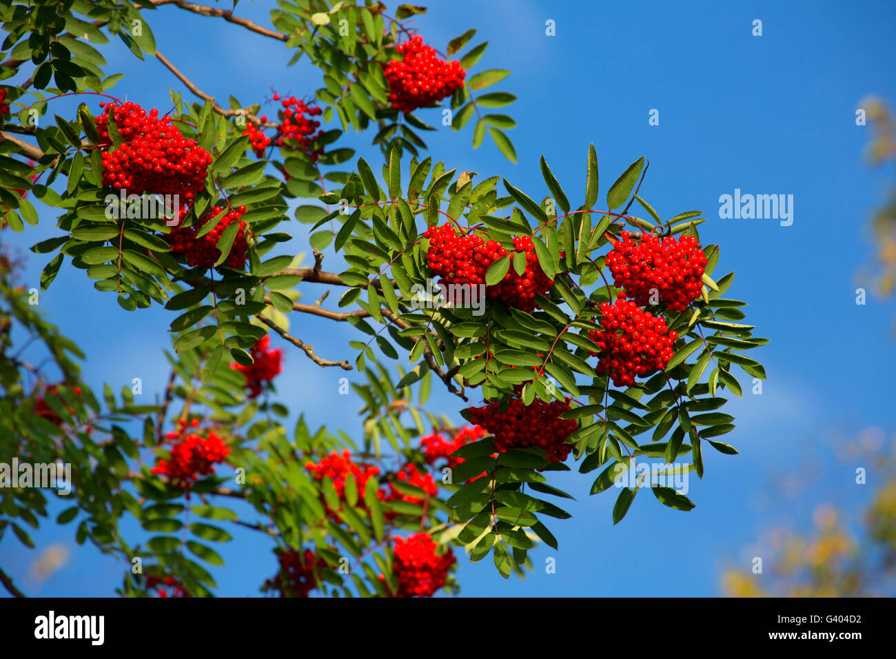 Mountain ash, Split Rock Lighthouse State Park, Minnesota Stock Photo ...