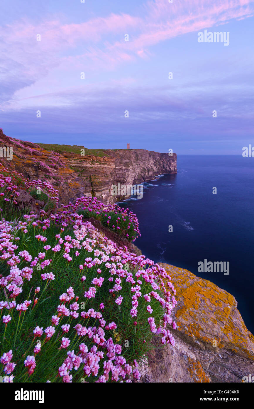 Marwick head nature reserve hi-res stock photography and images - Alamy