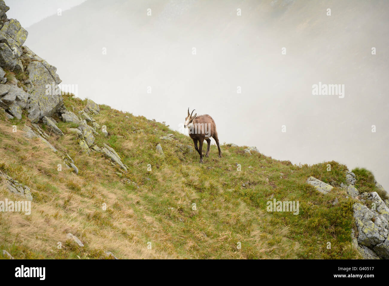 Chamois goat hi-res stock photography and images - Alamy
