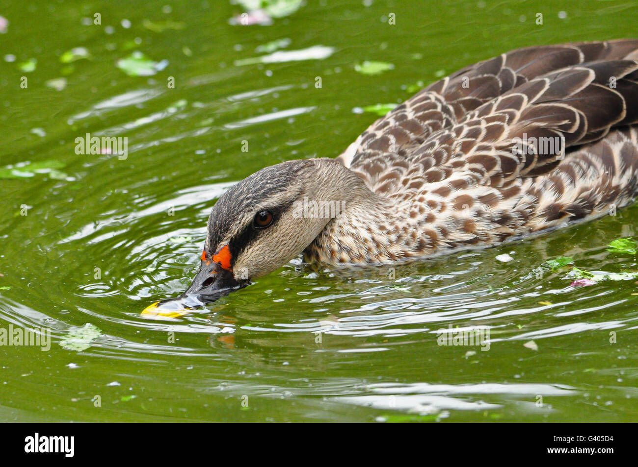 Long Neck Duck Stock Photos & Long Neck Duck Stock Images - Alamy