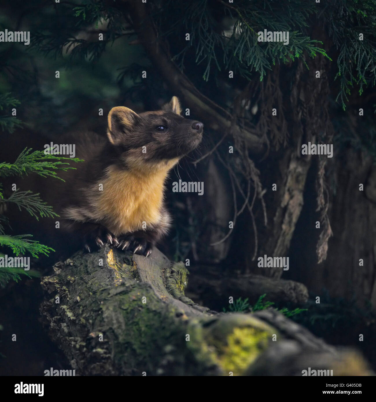 Beautiful pine martin martes martes on branch in tree Stock Photo - Alamy