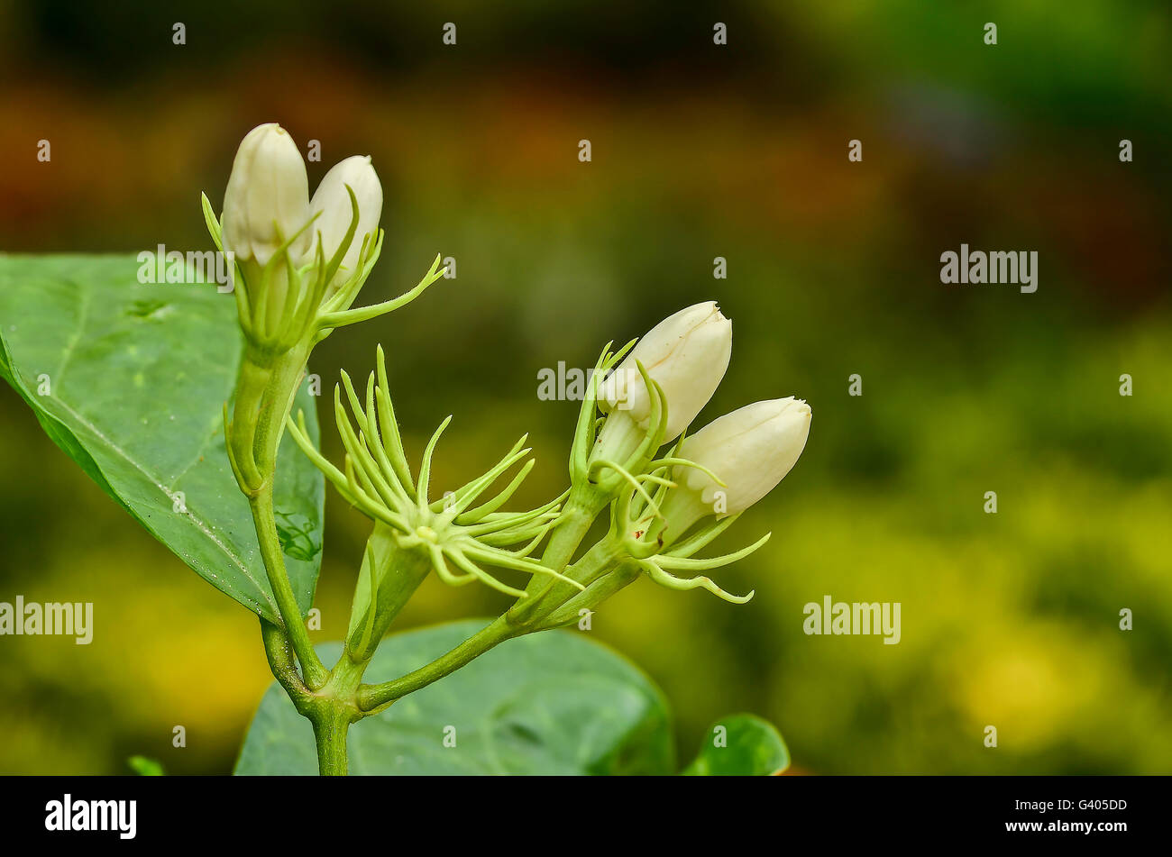 Jasmine macro buds hi-res stock photography and images - Alamy