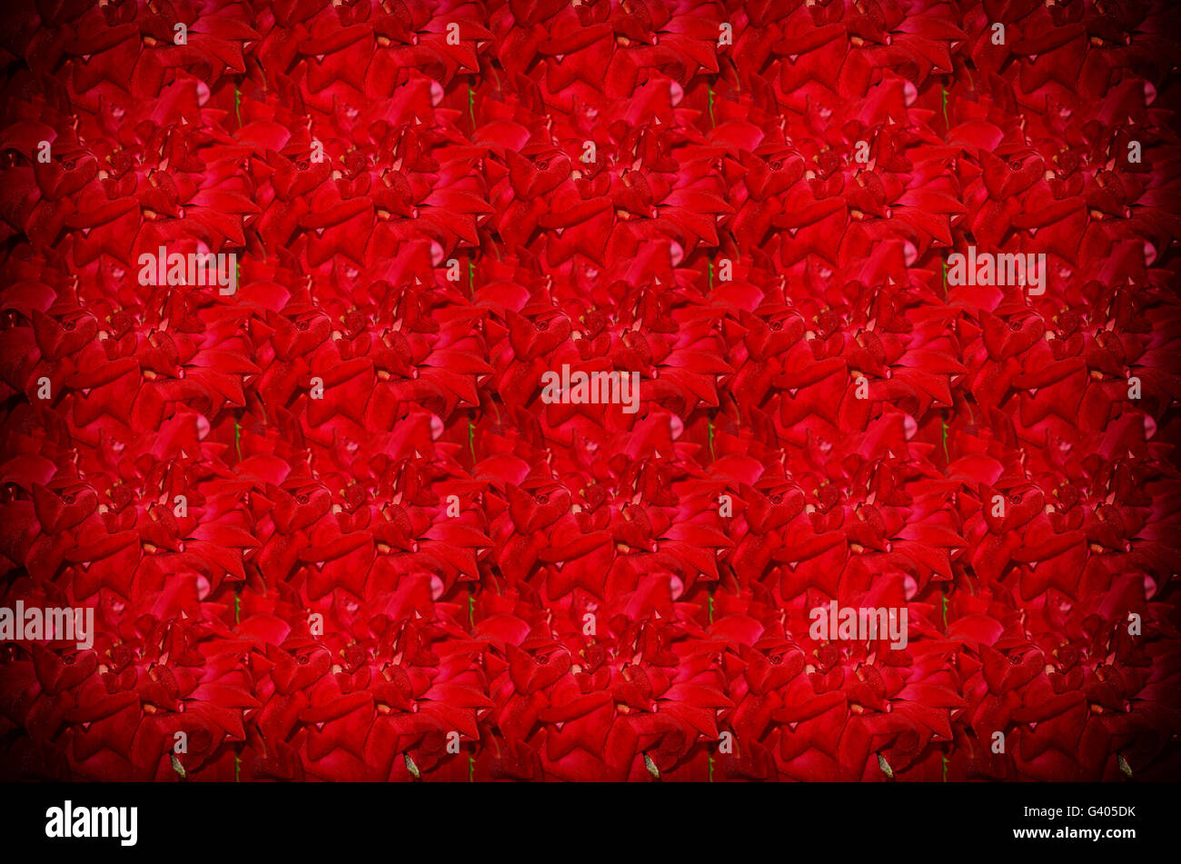 beautiful Red natural roses background Stock Photo - Alamy