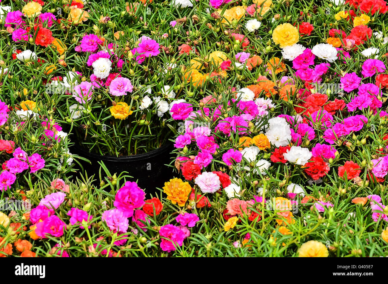Colorful Portulaca oleracea flower grandiflora in a garden Stock Photo ...