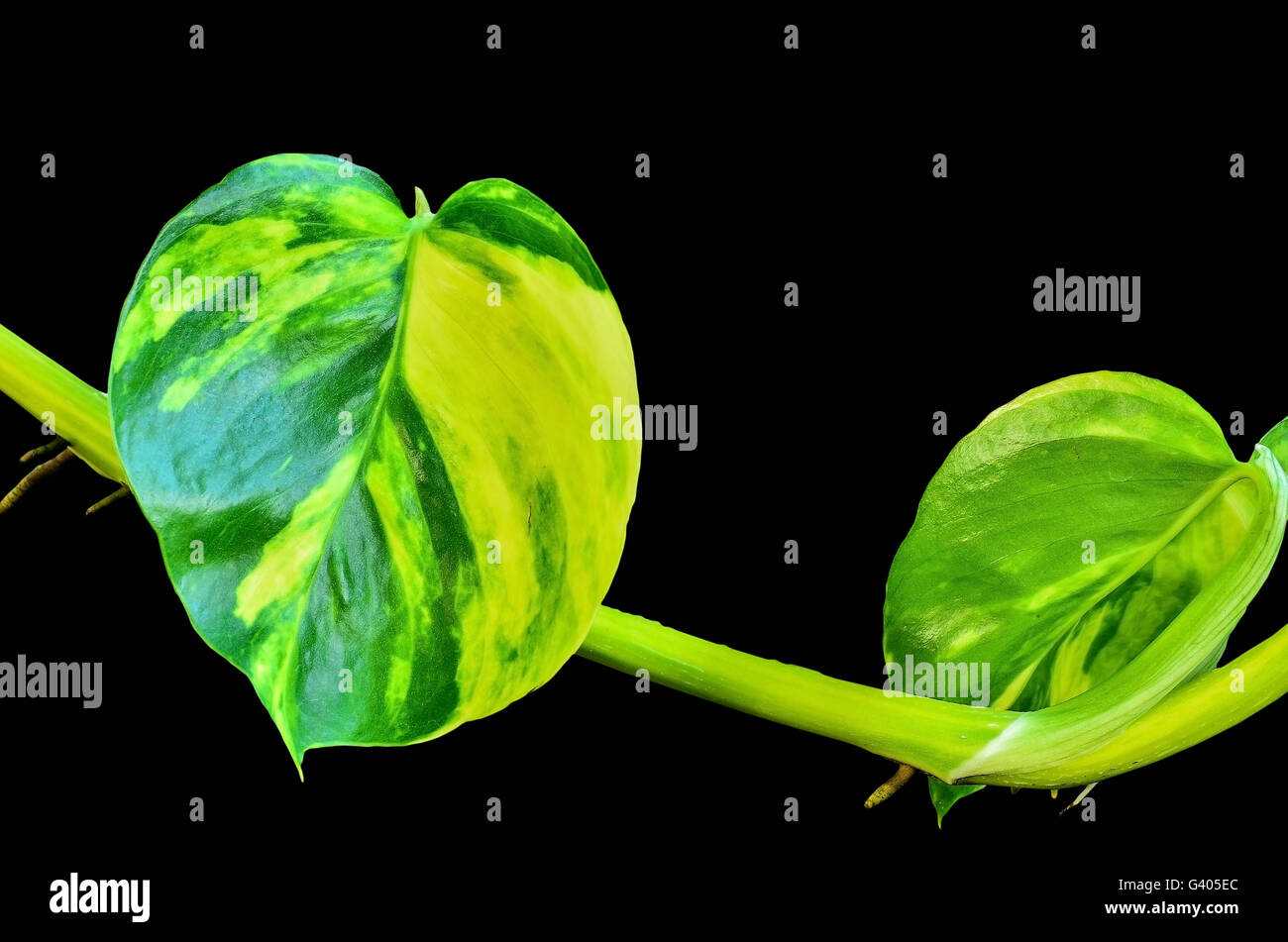 green pothos leaf back side isolated on black background Stock Photo ...
