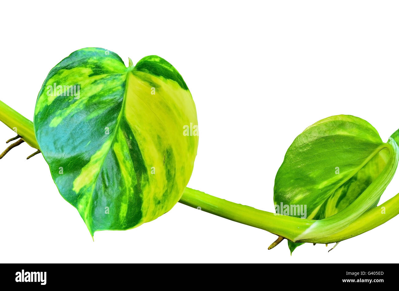 green pothos leaf back side isolated on white background Stock Photo ...