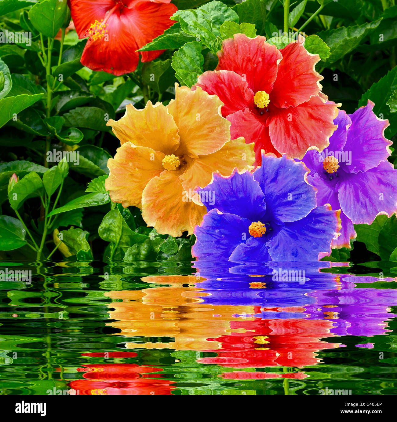 Many color hibiscus flower blooming on tree and reflect Stock Photo - Alamy