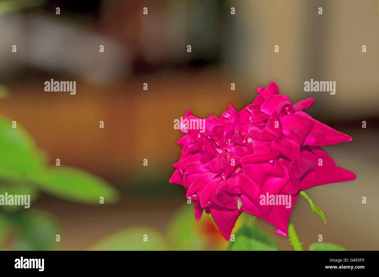 pink roses blooming in the garden Stock Photo - Alamy