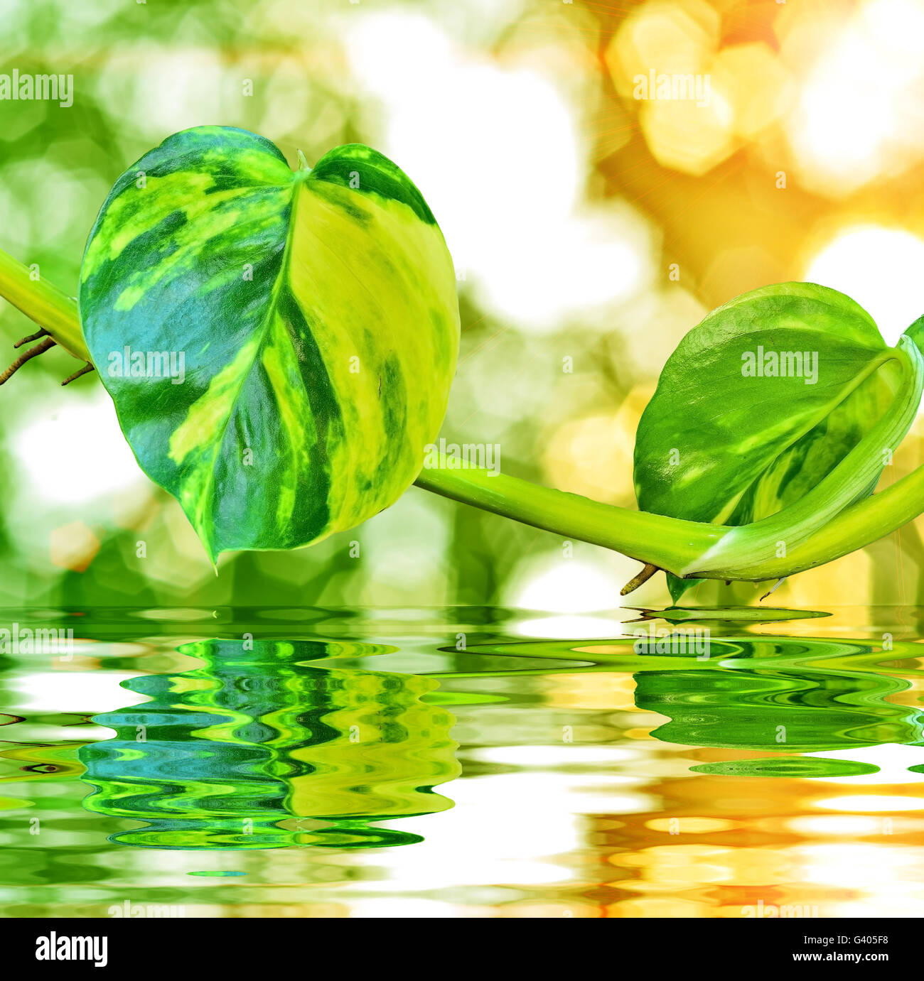 Back in nature hi-res stock photography and images - Alamy