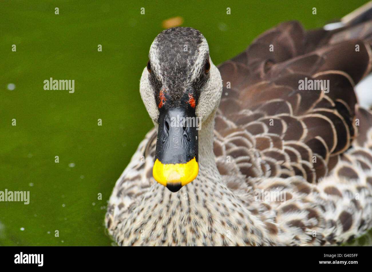 White duck yellow orange bill hi-res stock photography and images - Alamy