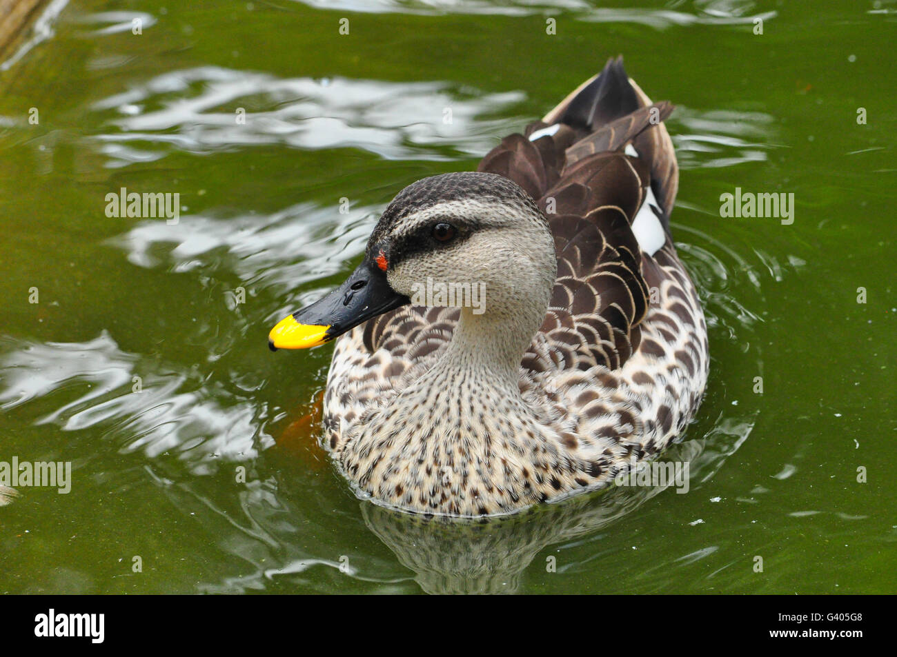 Long Neck Duck Stock Photos & Long Neck Duck Stock Images - Alamy