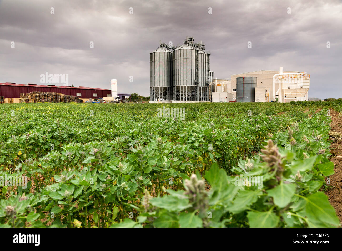 Quinoa plant hi-res stock photography and images - Alamy
