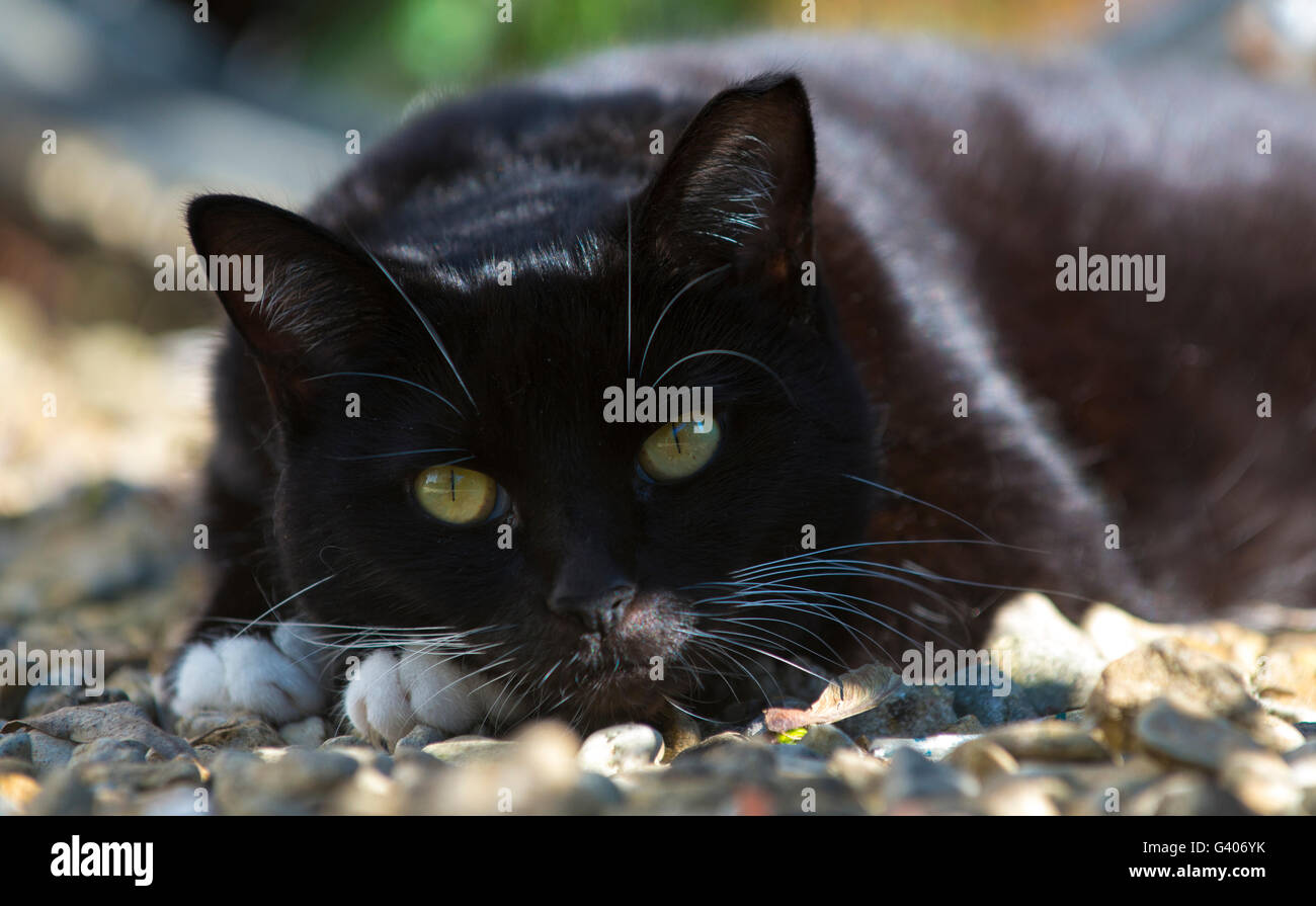 A cat's eyes stare into the camera as it relaxes on the floor Stock ...