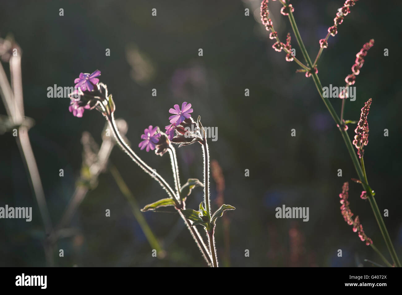 A wild flower on the cliff path in Pembroke Wales, lit from behind by ...