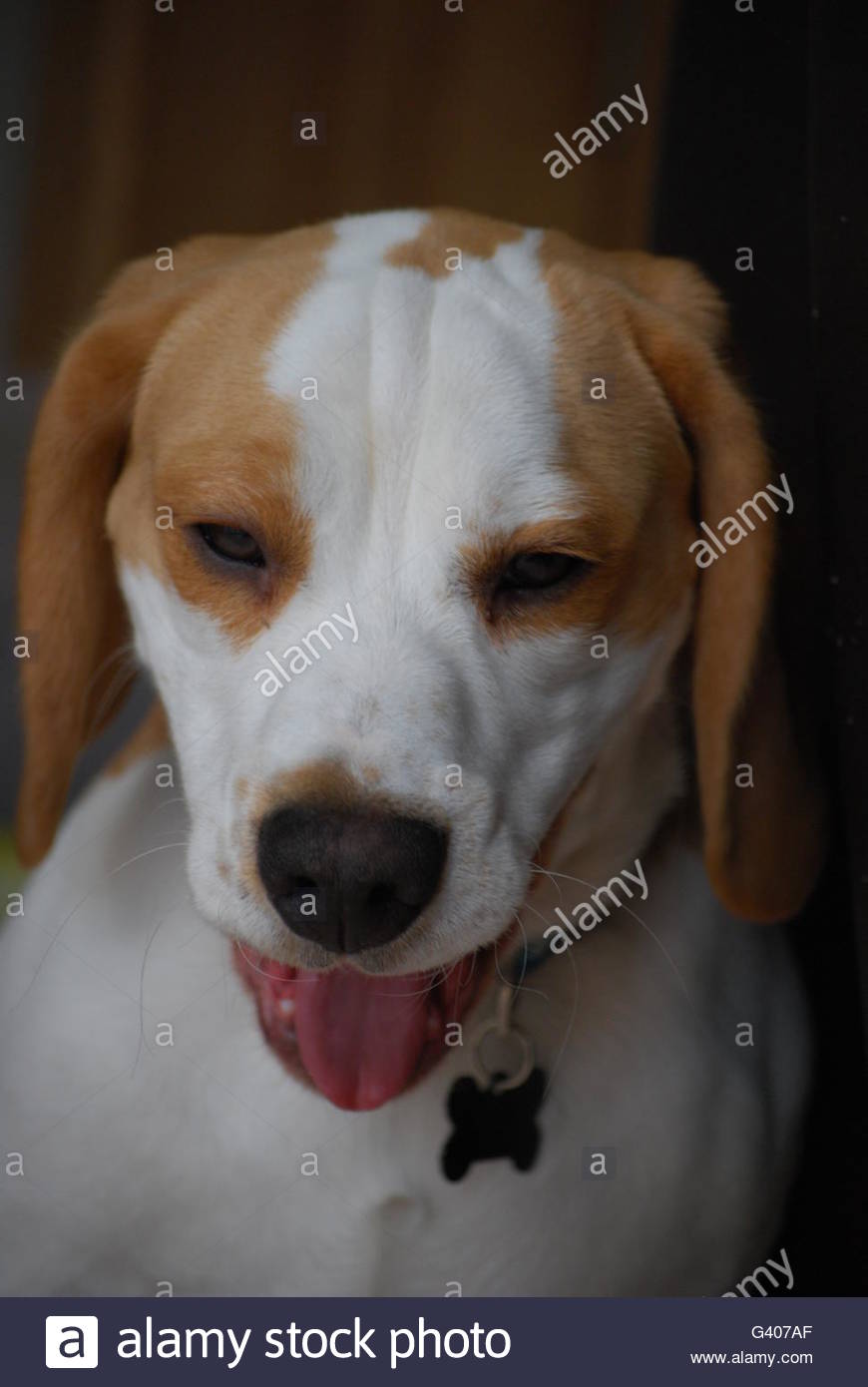 Lazy Beagle Stock Photos & Lazy Beagle Stock Images - Alamy