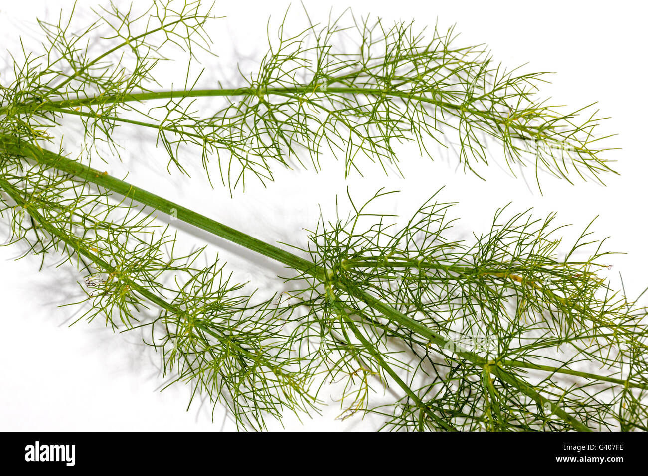Above view close up studio shot of green stem and leaves of fennel ...