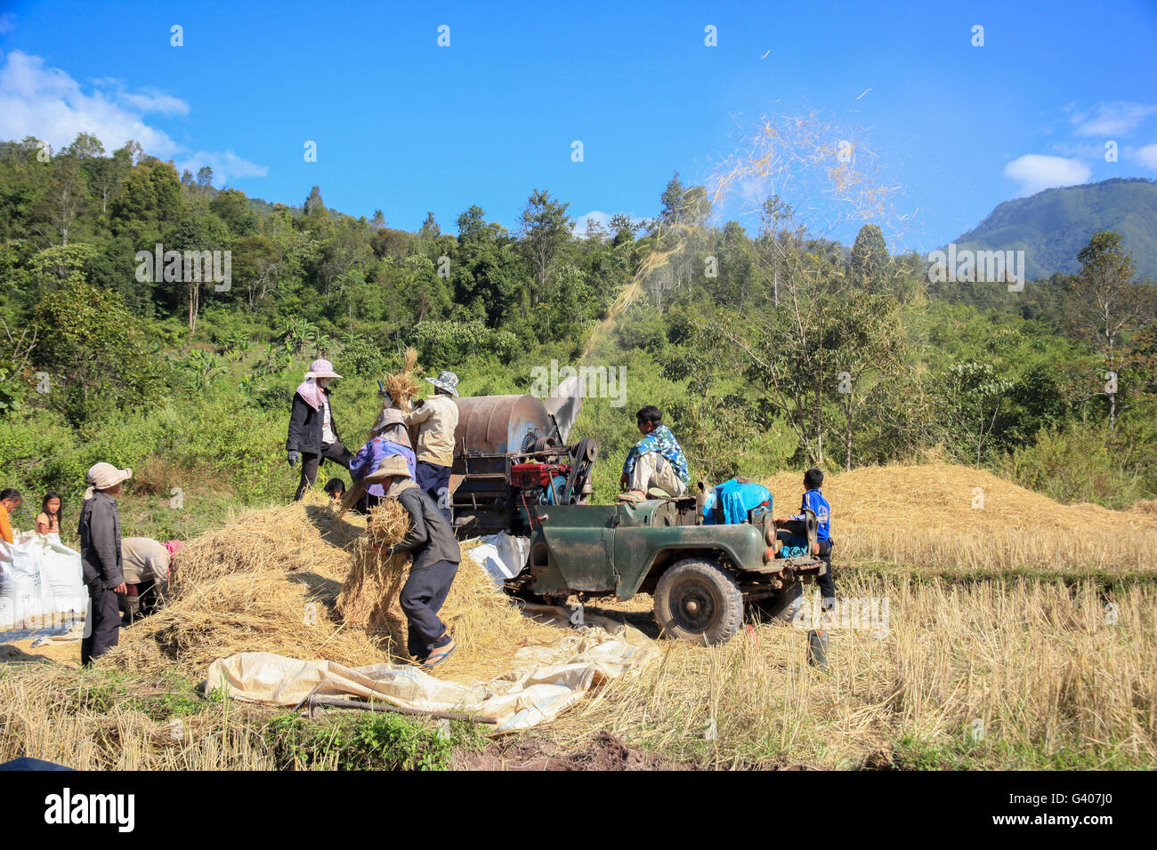 Rice harvest in Laos Stock Photo - Alamy