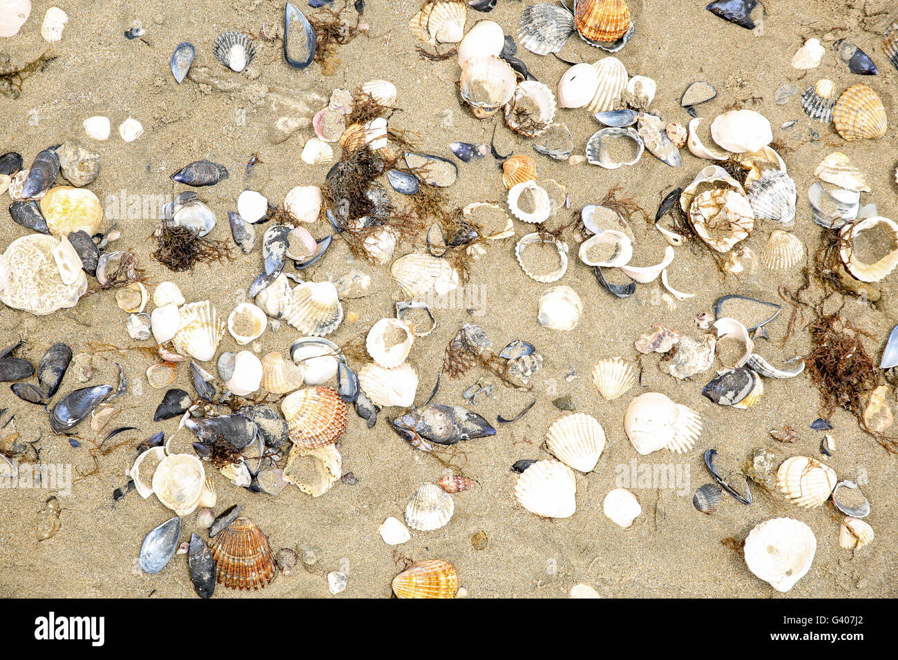 Pattern of seashells on the beach Stock Photo - Alamy