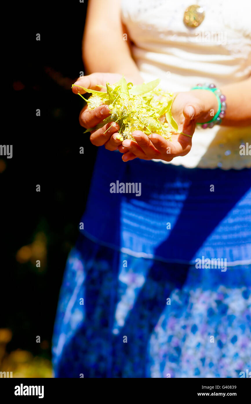 girls hands with handful of healing linden tree flowers Stock Photo - Alamy