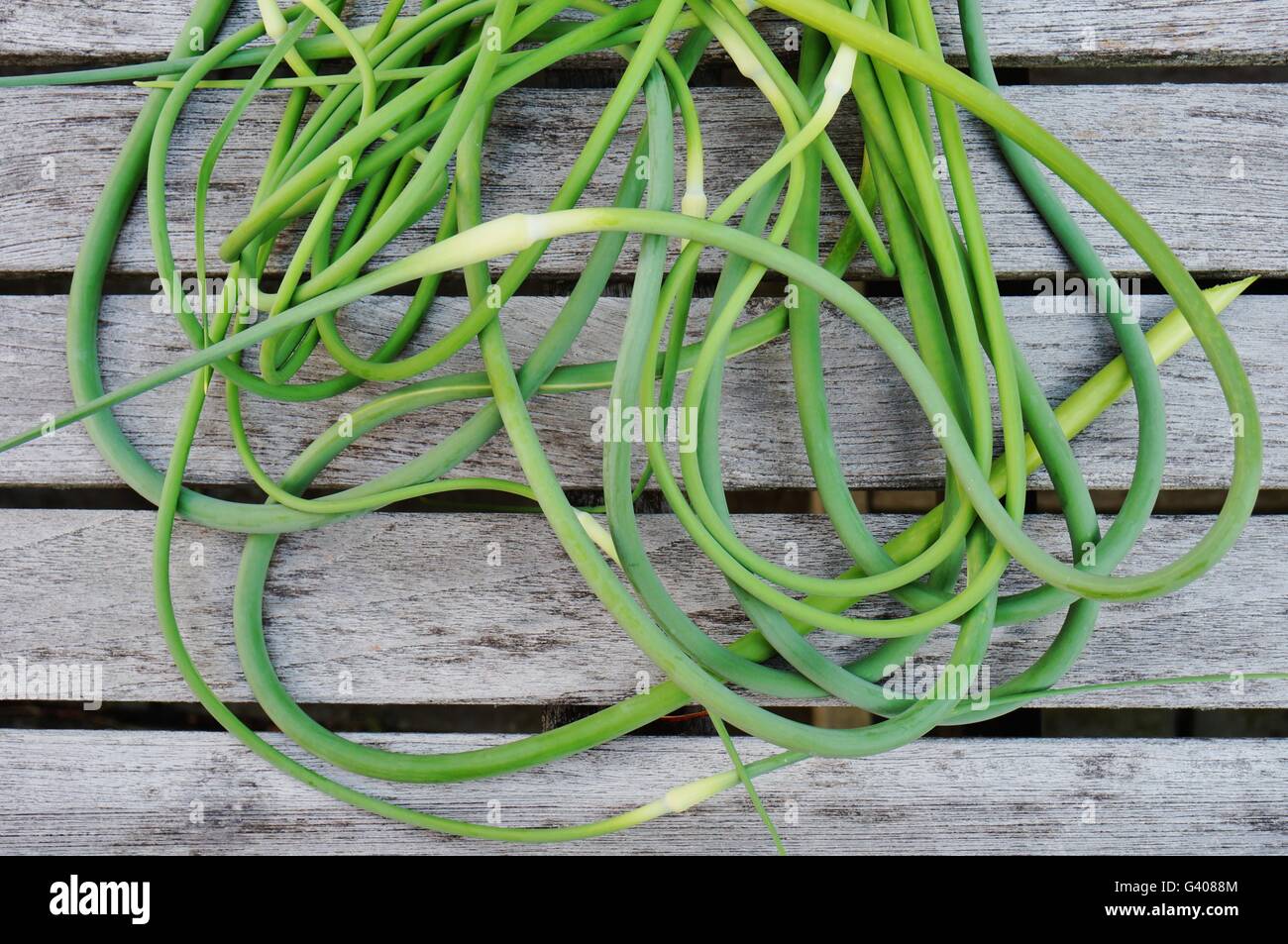 Bunches of freshly picked garlic scape stems Stock Photo - Alamy