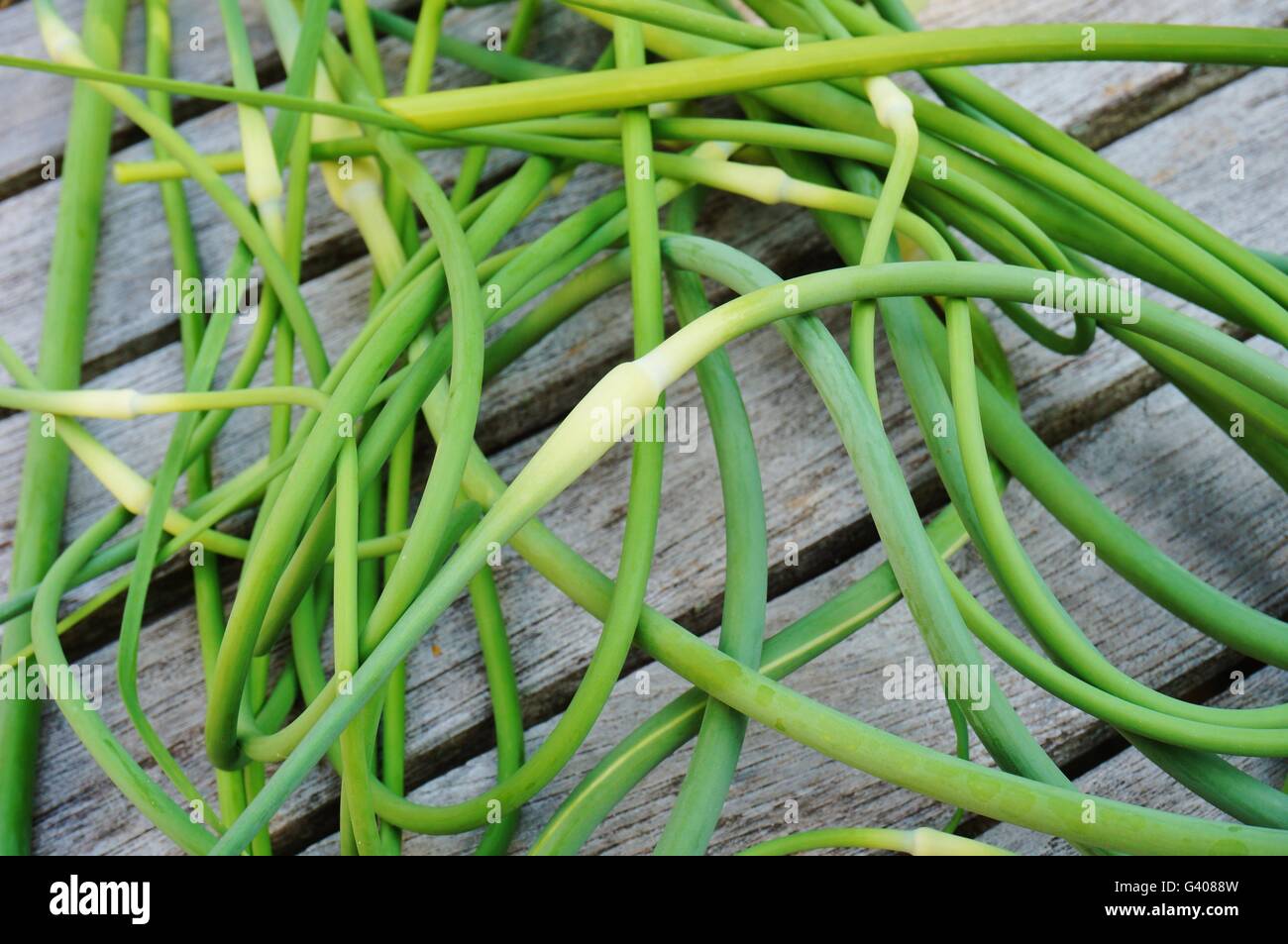 Bunches of freshly picked garlic scape stems Stock Photo - Alamy