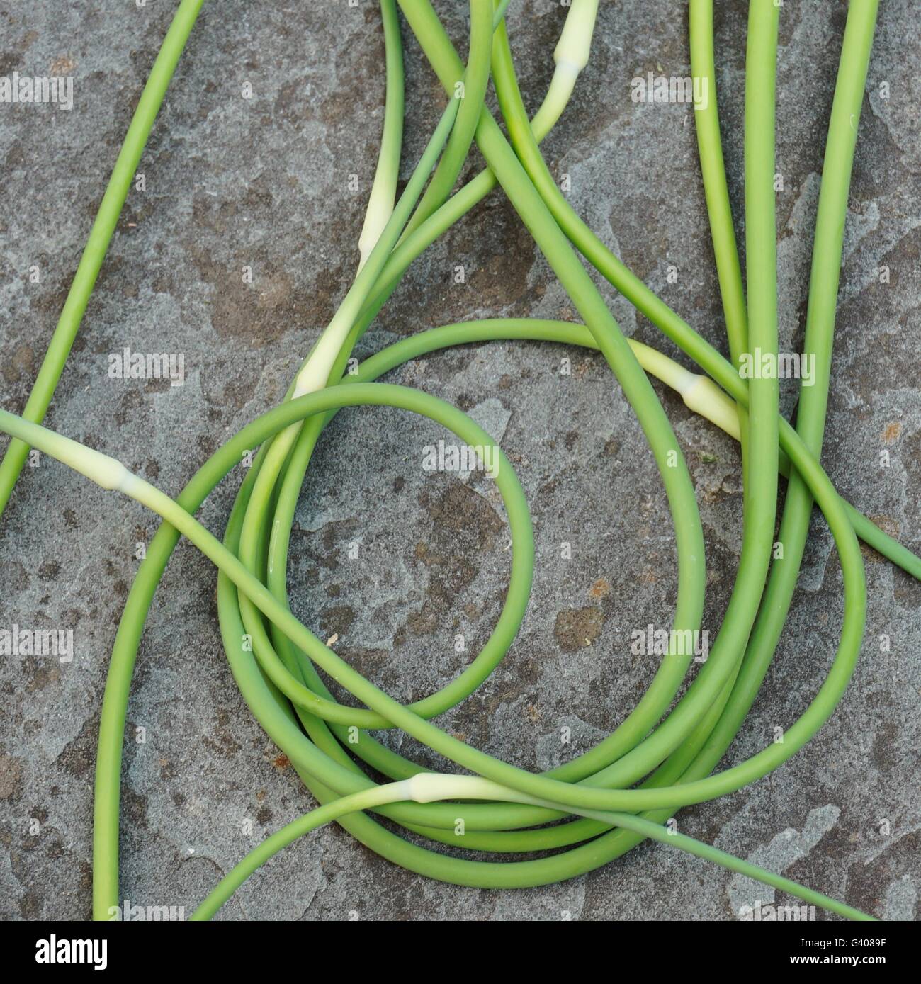 Bunches of freshly picked garlic scape stems Stock Photo - Alamy