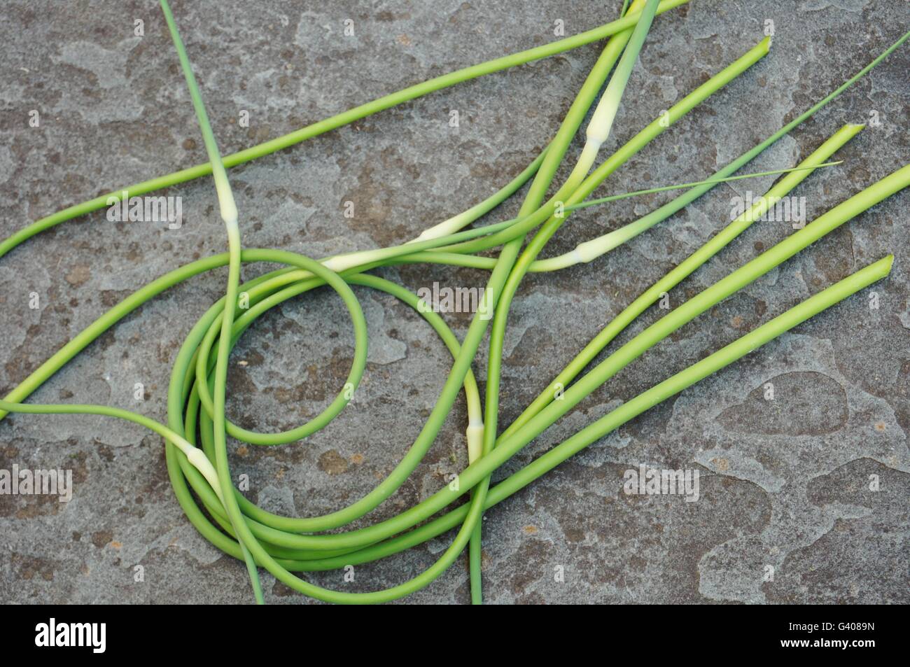 Bunches of freshly picked garlic scape stems Stock Photo - Alamy