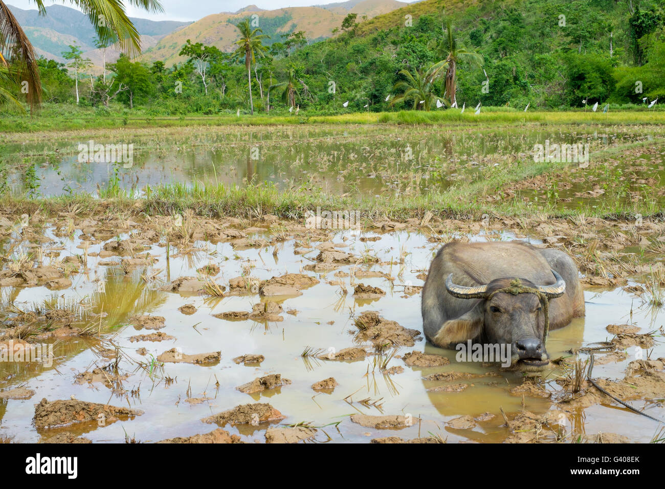 Philippines deforestation hi-res stock photography and images - Alamy