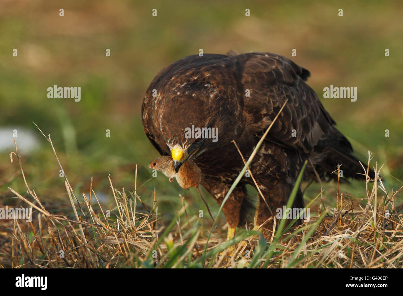 Bird eating mouse hi-res stock photography and images - Alamy