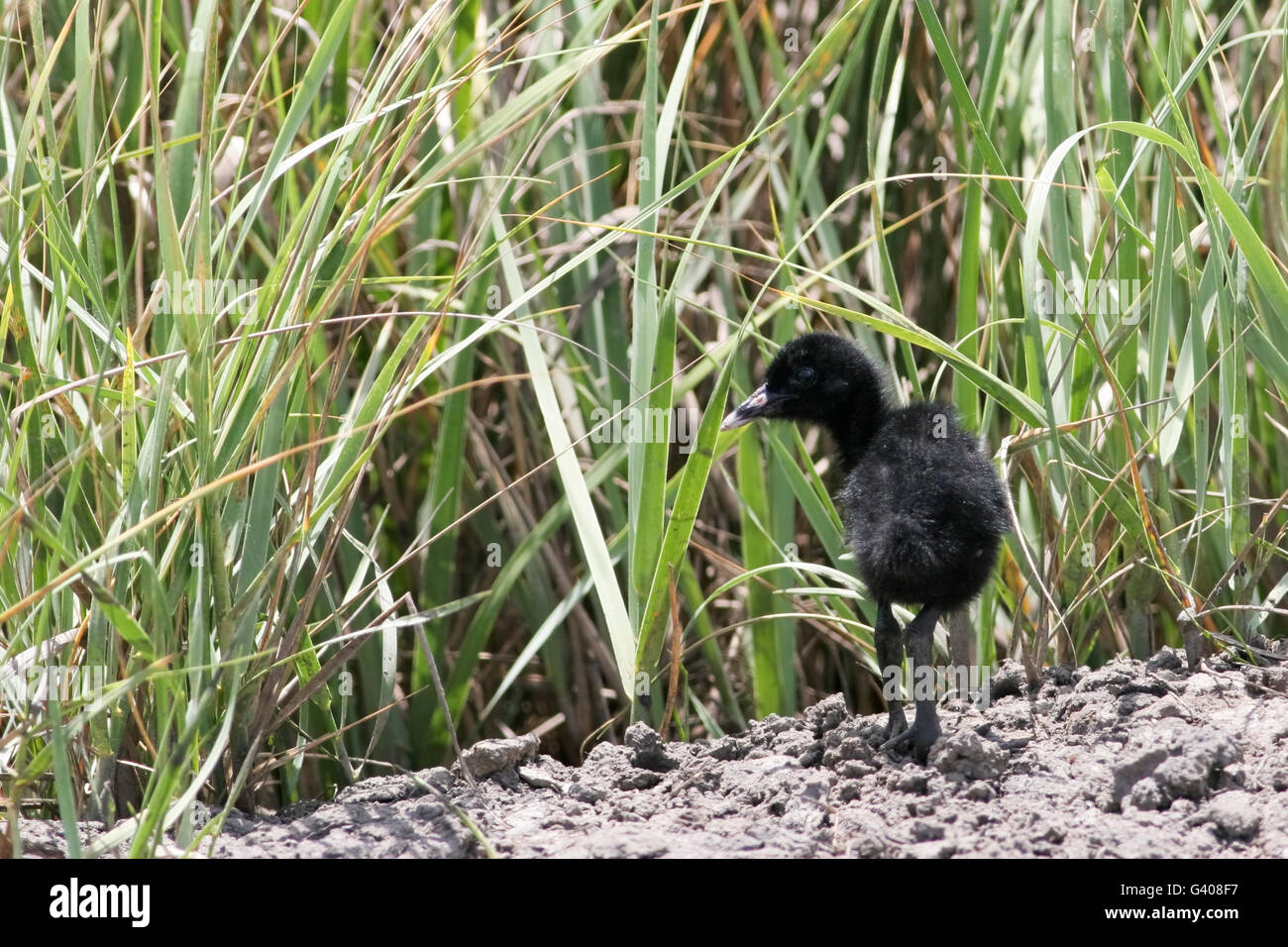 Clapper rail (Rallus crepitans) young chick, Bolivar Peninsula, Texas ...