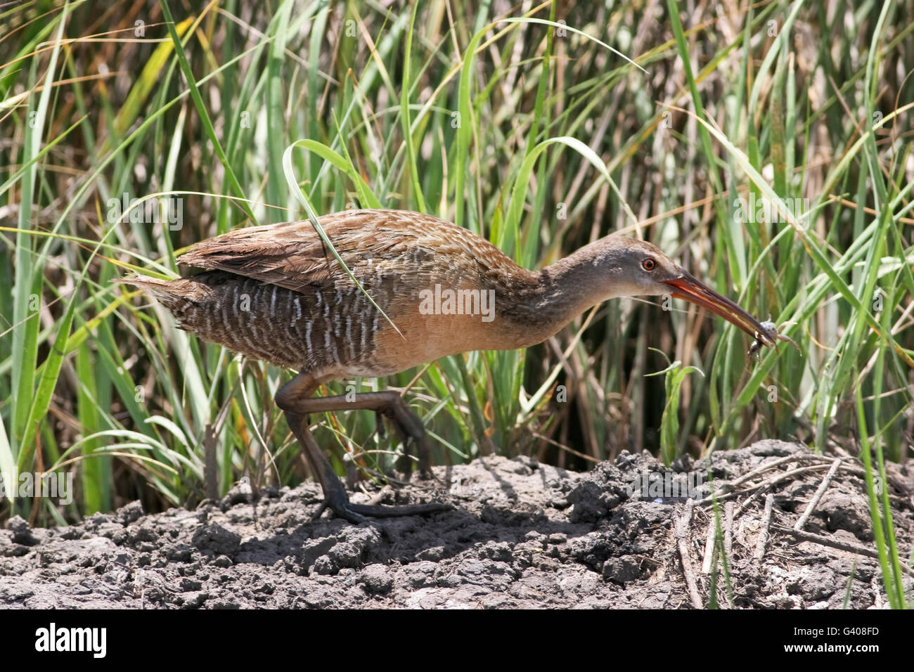 Clapper rail (Rallus crepitans) with food, Bolivar Peninsula, Texas ...