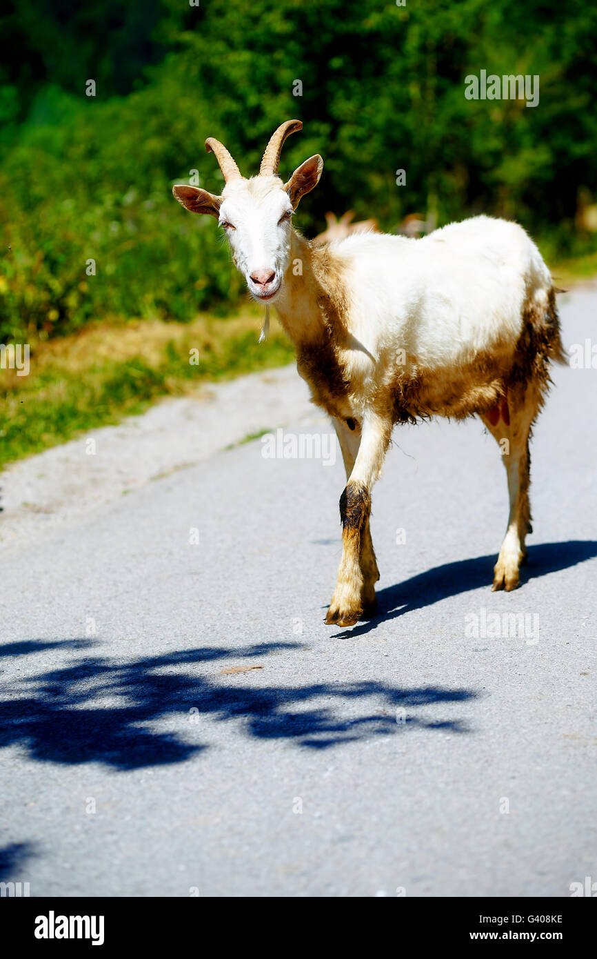 Mountain goat jumping hi-res stock photography and images - Alamy