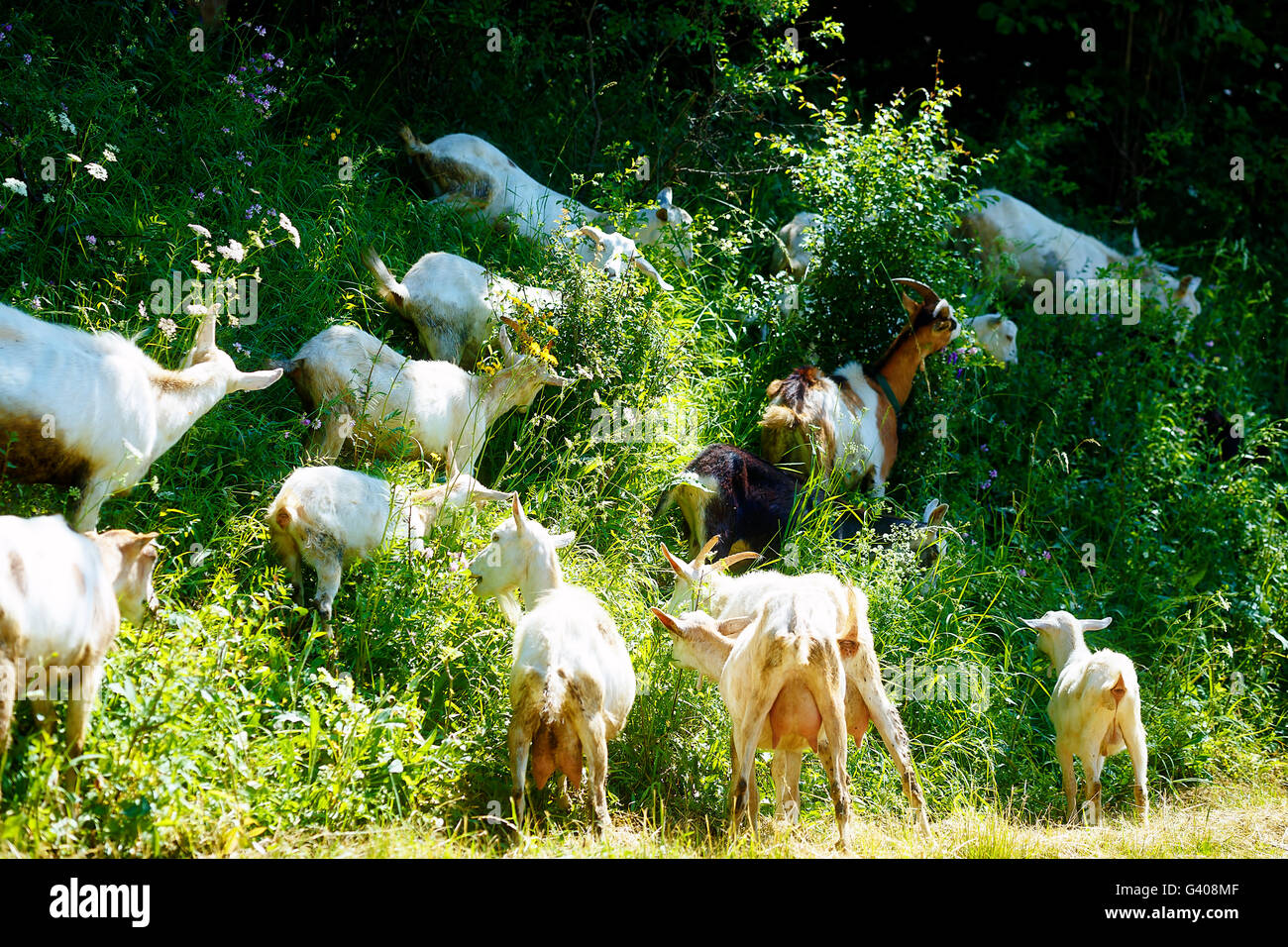Herd goats grassland shepherd africa hi-res stock photography and ...