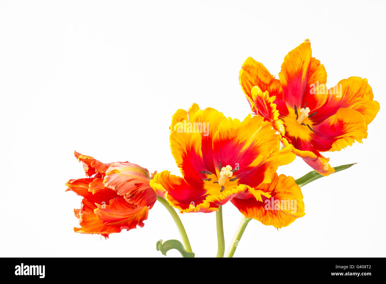 Yellow blooms in nature hi-res stock photography and images - Alamy