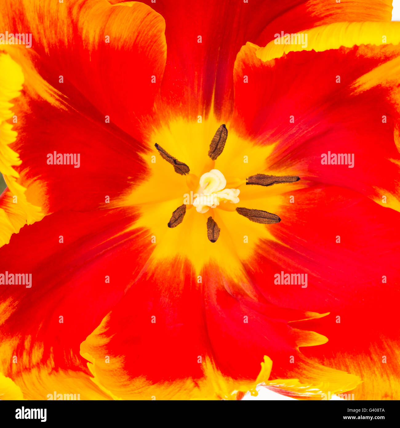Close up of yellow and red parrot tulip flower center with square crop ...