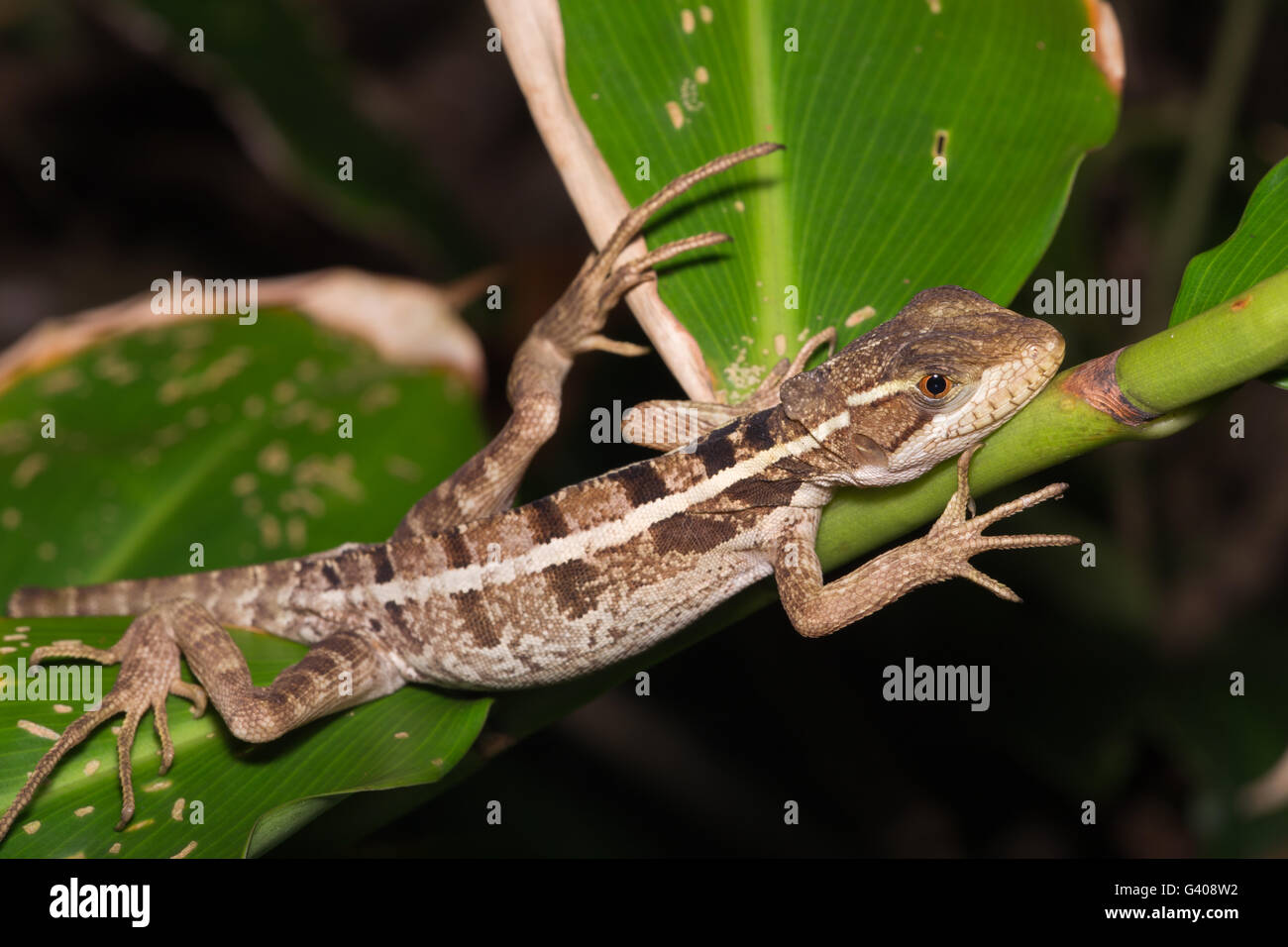View of the young basilisk Stock Photo - Alamy