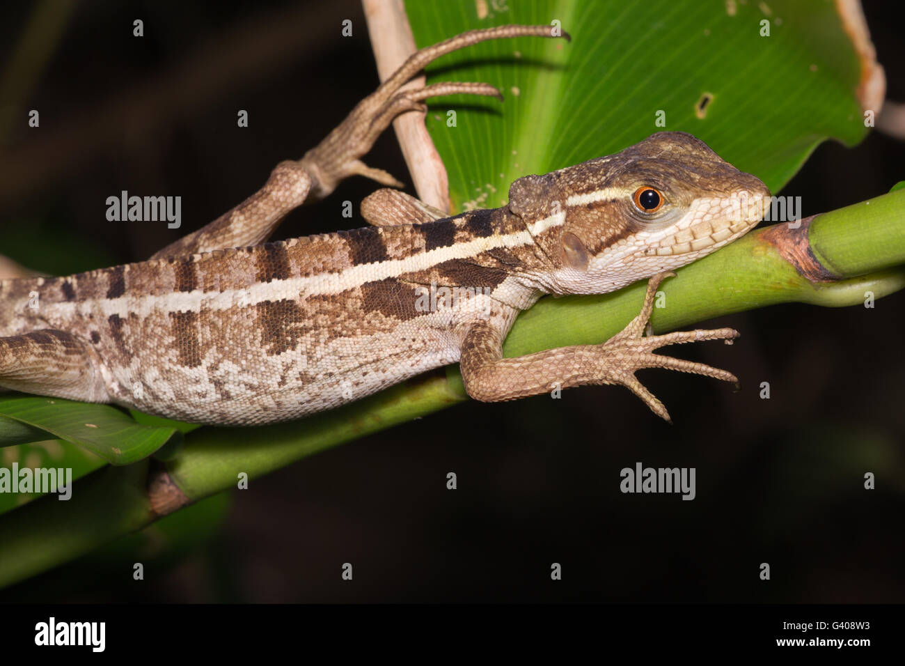 View of the young basilisk Stock Photo - Alamy