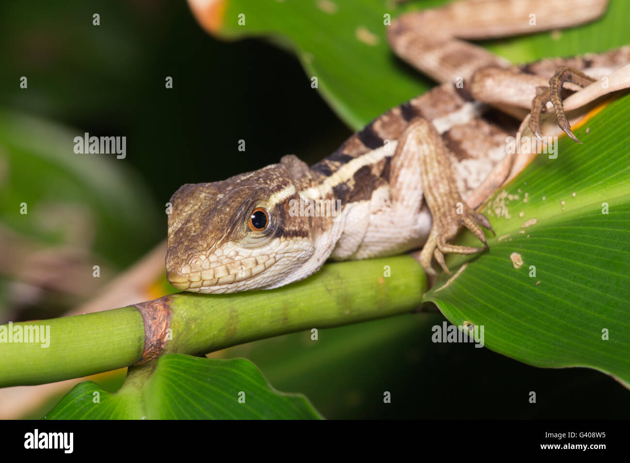 View of the young basilisk Stock Photo - Alamy